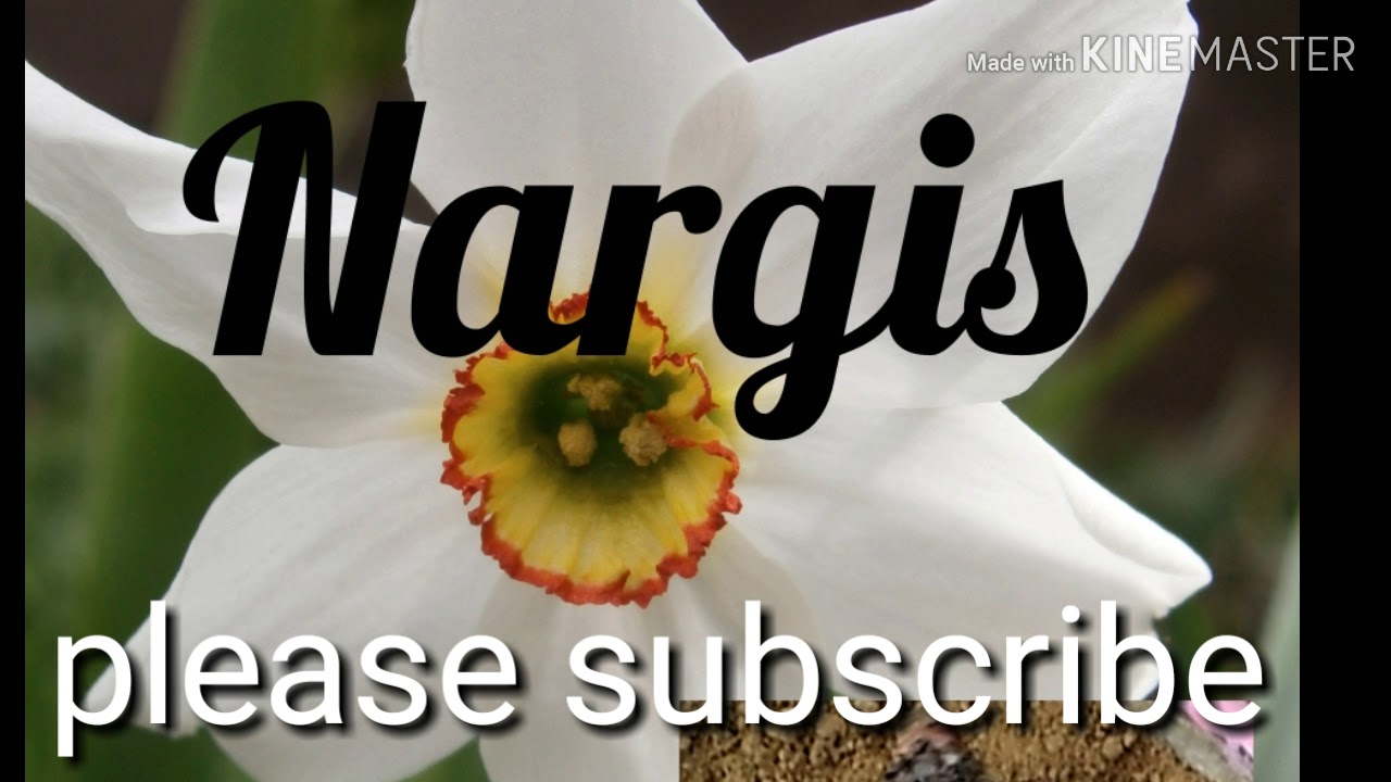 How to grow Nargis/ Daffodils flowers from bulbs and care - YouTube