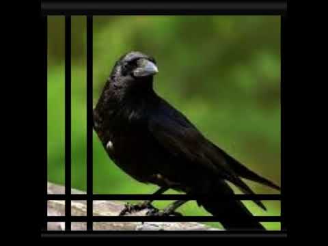 The Final Crow-Down - Crow of Judgement Saga