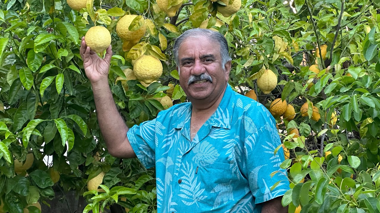 Lemonade theory | Sunday Video story @ Sorrento, Italy | Dr.Parveen ...