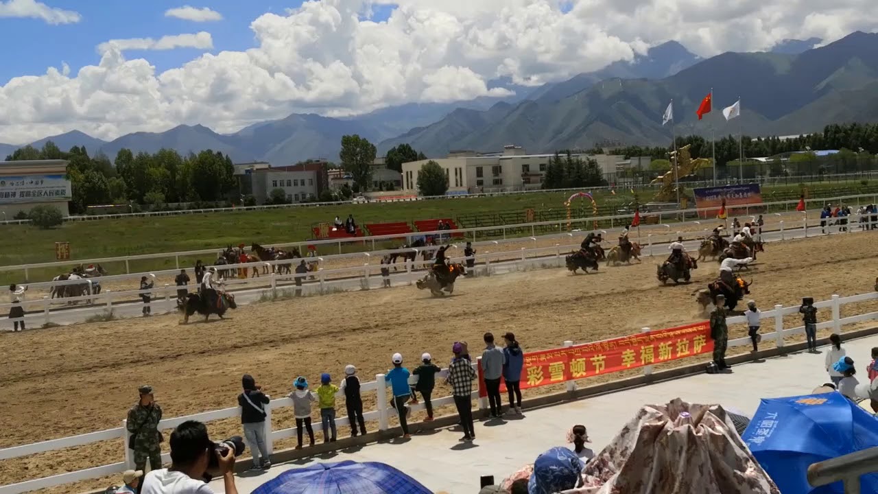 Tibetan Yak Racing at Lhasa 拉萨雪顿节赛牦牛 2018 - YouTube