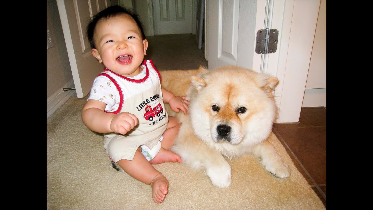 Baby making interesting conversation with dog Part 2 - Dog making baby ...
