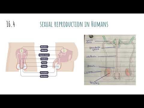 GCSE/IGCSE Biology Syllabus 16 for Grade 9/A* - Reproduction - YouTube