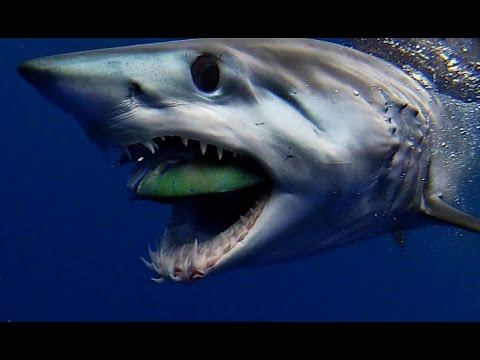 Monster Mako Shark Florida Keys - YouTube