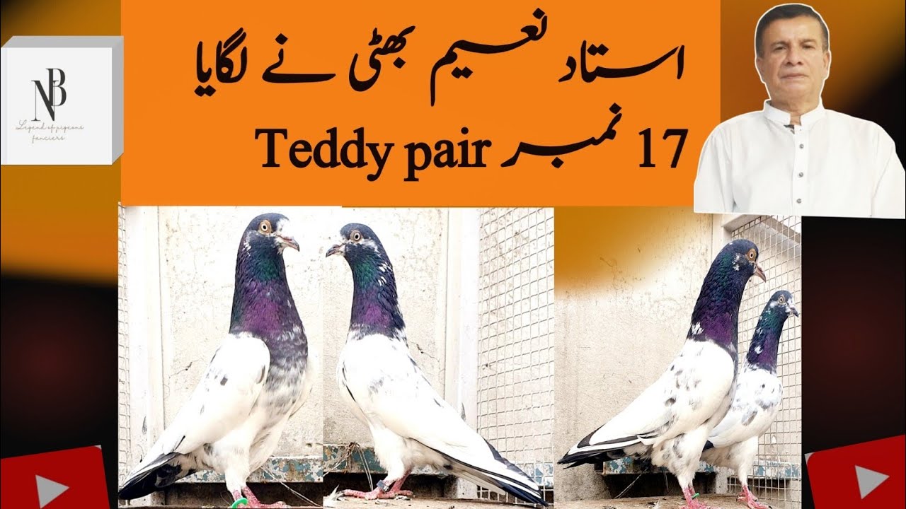 Unveiling beauty of new Teddy pair 😘👍 - YouTube