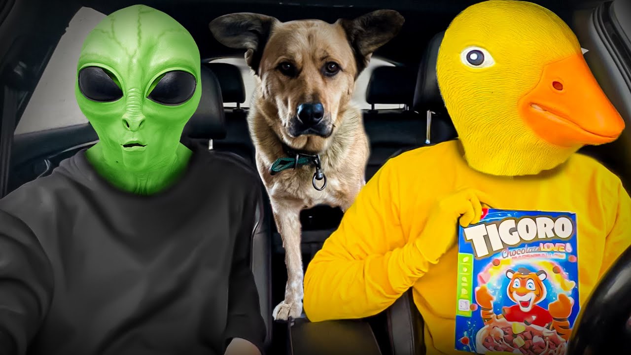 Rubber Ducky Surprises Cat & Puppy with Car Ride Chase by Ducky life ...