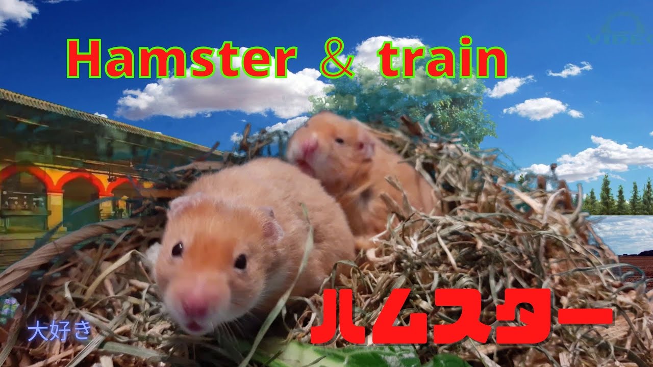 電車とハムスター Hamster and the train - YouTube