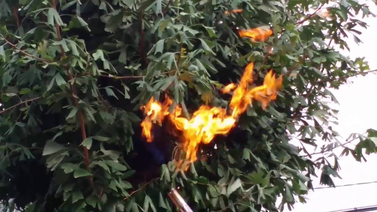 Burning Asian Giant Hornets Nest with Fire Gun - YouTube