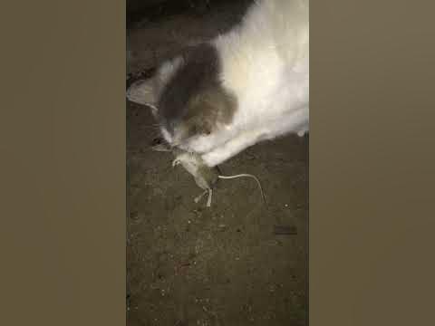 Котёнок поймал первый раз мышь.#cat #кошки #мышь #котенок - YouTube