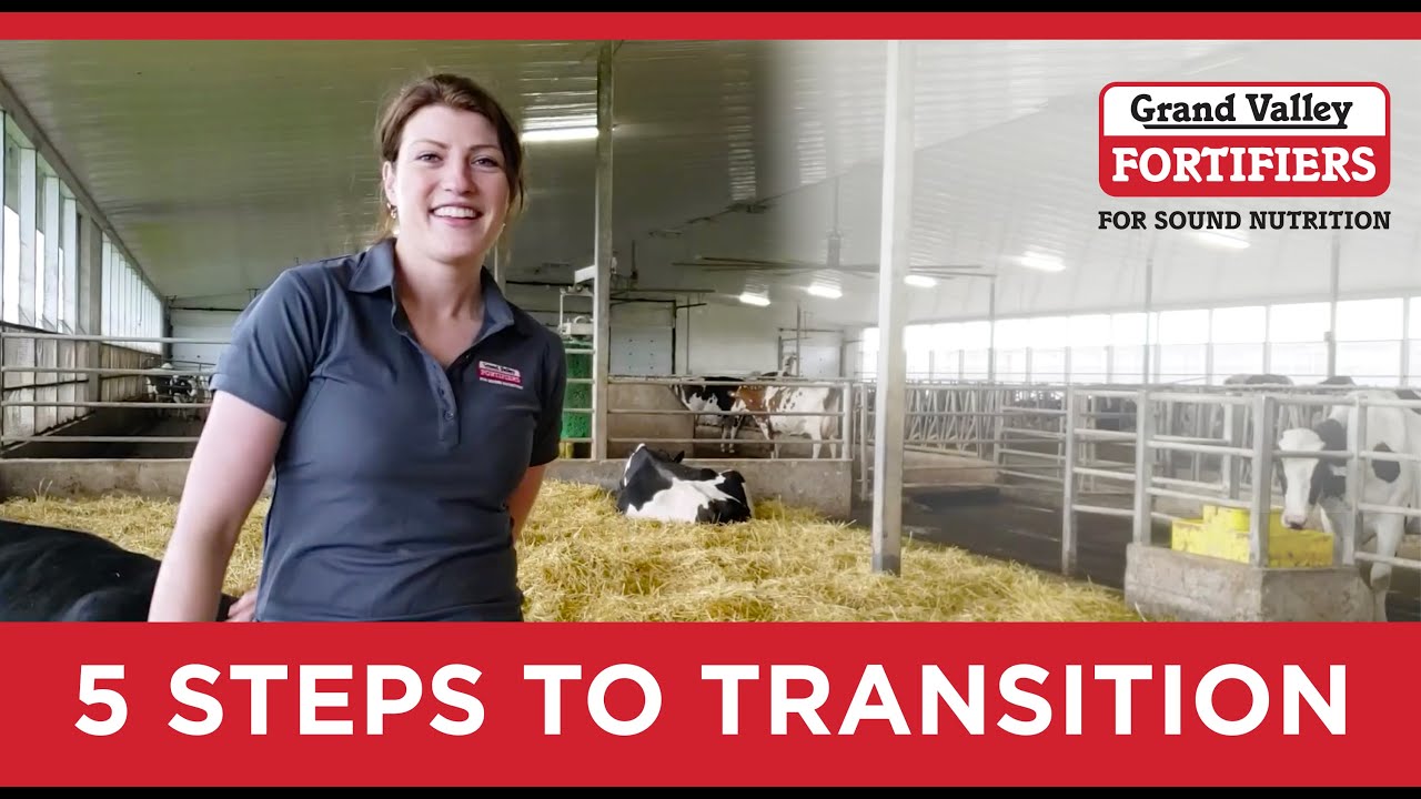 5 Step to a Successful Transition Period - YouTube