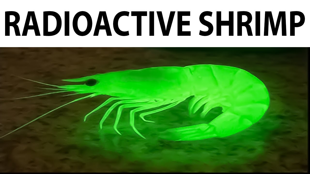 Walmart Radioactive Shrimp - YouTube
