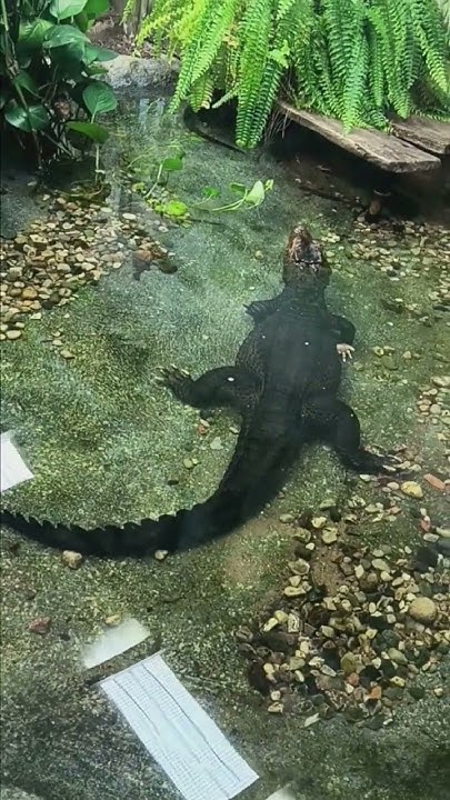 animals at the zoo part 2 - YouTube