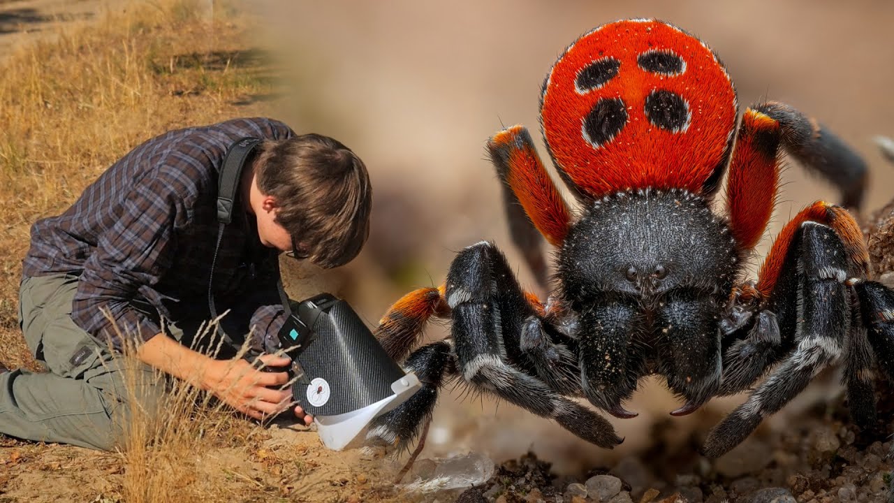 I Found the Rare Ladybird Spider!! - Macro Walks ep7 - YouTube