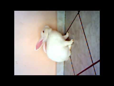 sonic mini lop-tomando banho e capotando de sono
