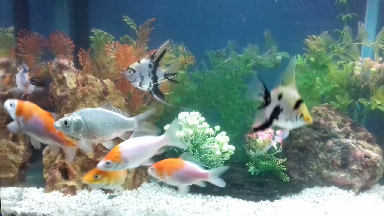 Amazing Koi Fish Tank Setup [ Koi Carp , Angel Fish And Cray Fish ...