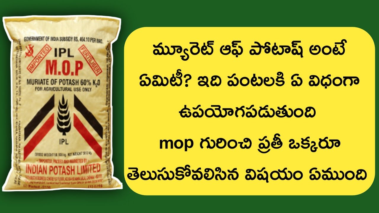 Potash Fertilizer Uses In Telugu MOP Fertilizer Telugu 