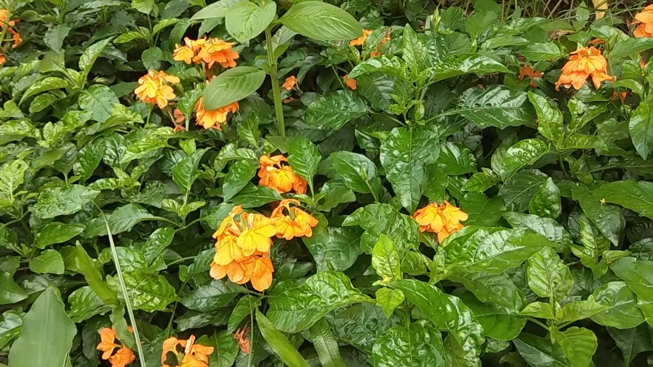 [HD1080p] Hamparan bunga Crossandra undulaefolia warna orange di ...