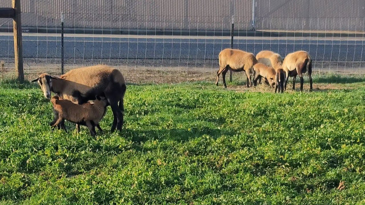 A Video About Grass and American Blackbelly Sheep - YouTube