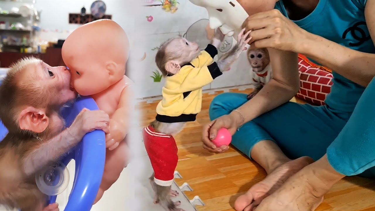 Chip Baby Monkey playing with 2 brothers is very fun - YouTube