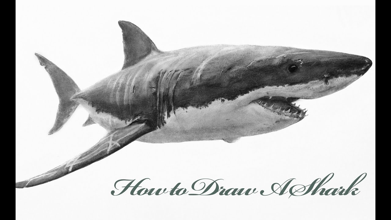 How to Draw A Shark-Step by Step Tutorial - YouTube