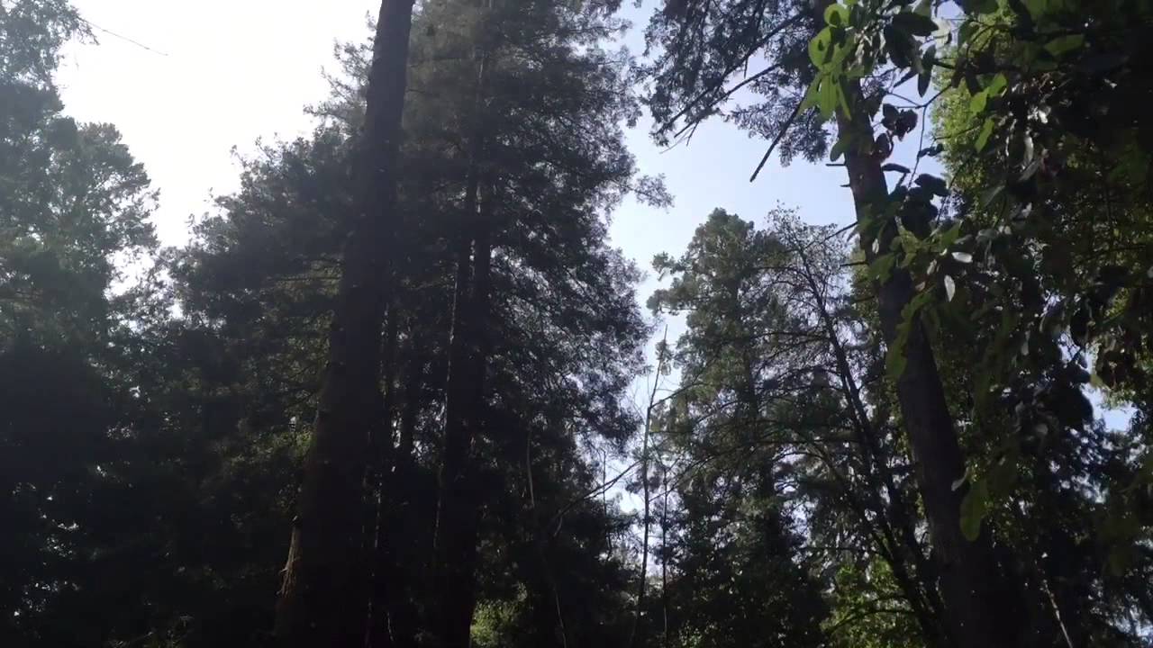 Keith's 200 Foot Fir Tree Removal - YouTube