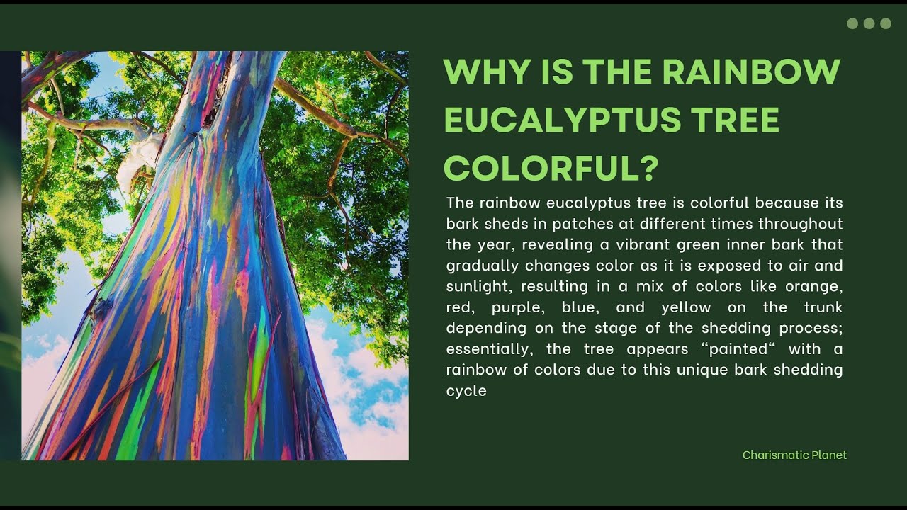 Why is the rainbow eucalyptus tree colorful? The Science Behind Its ...