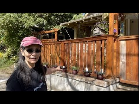 Planting Lithodora Diffusa Grace Ward And Helianthemum 'Ben Ledi' Rock Rose