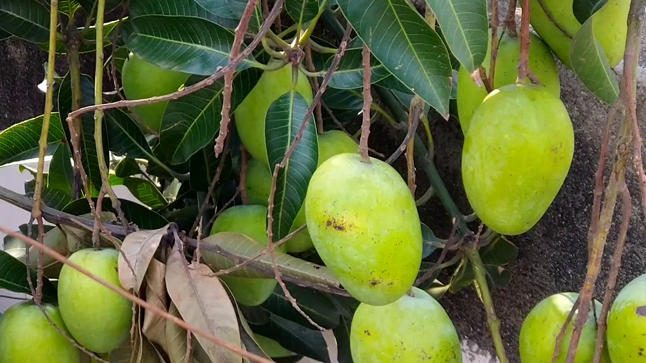 Magnificent mangoes from my granny's home (part 4) - YouTube