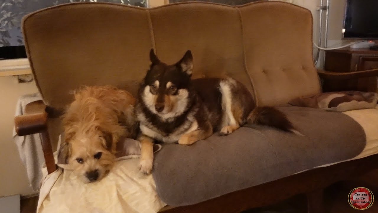 vr 27 jan Boos op de booster Boodschappen De dames verwennen Kogel door ...