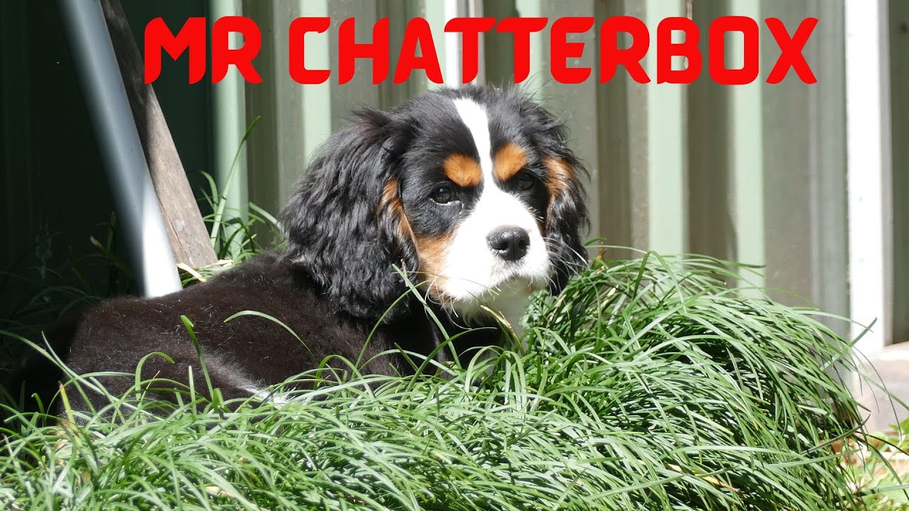 What is my dog saying to me - Cavalier King Charles spaniel - Mr ...