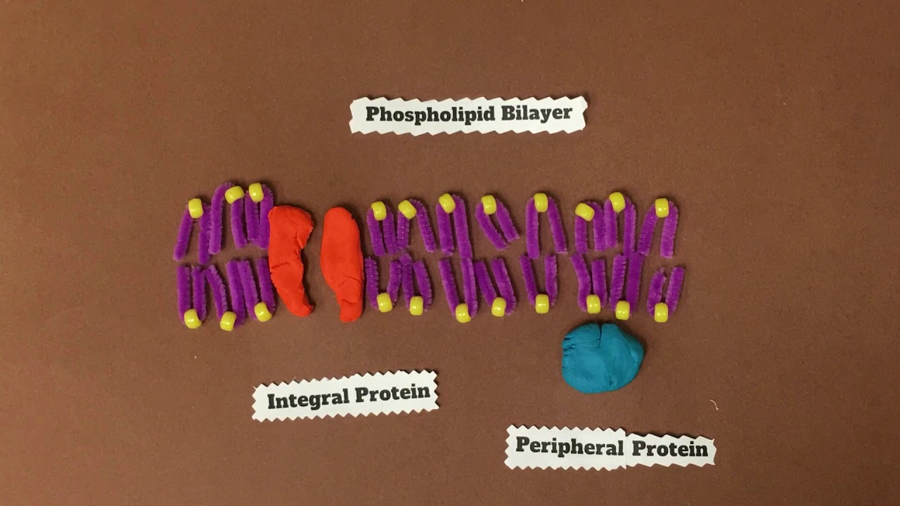 Cell transport project - YouTube
