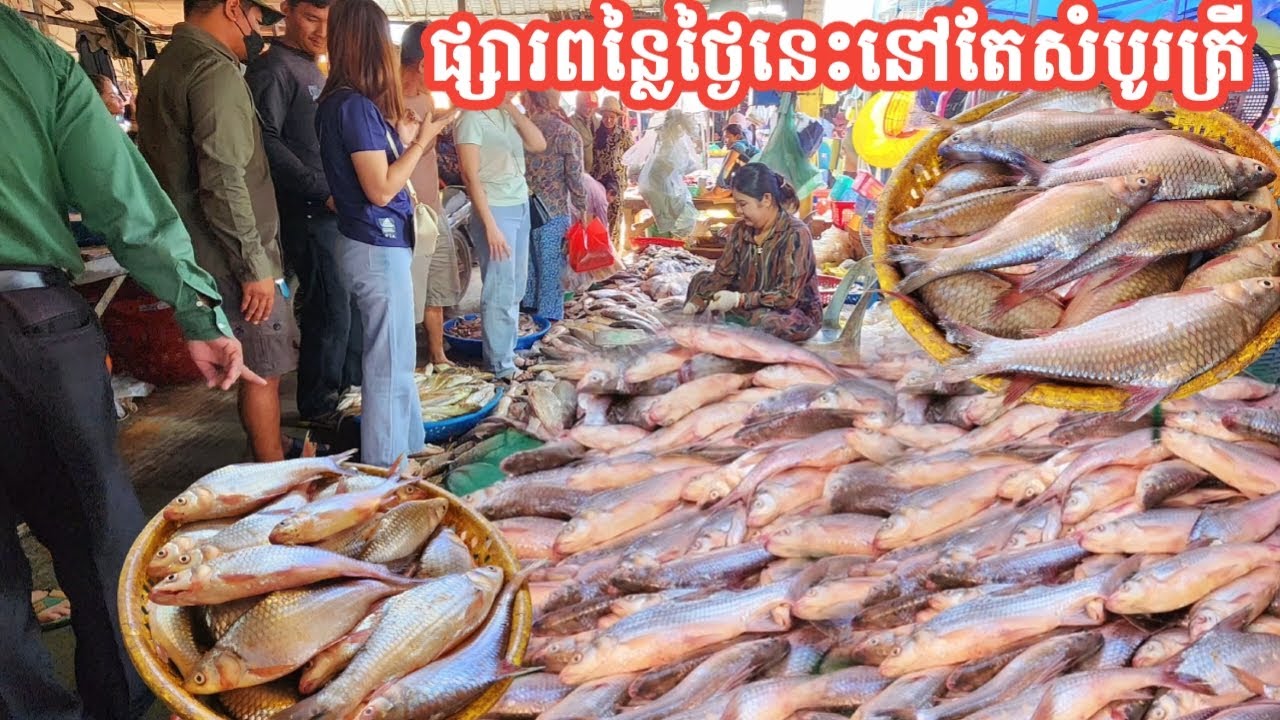 ផ្សារពន្លៃ ថ្ងៃនេះនៅតែសំបូរត្រី || Freshwater Fish Market KH [Ep. 748 ...