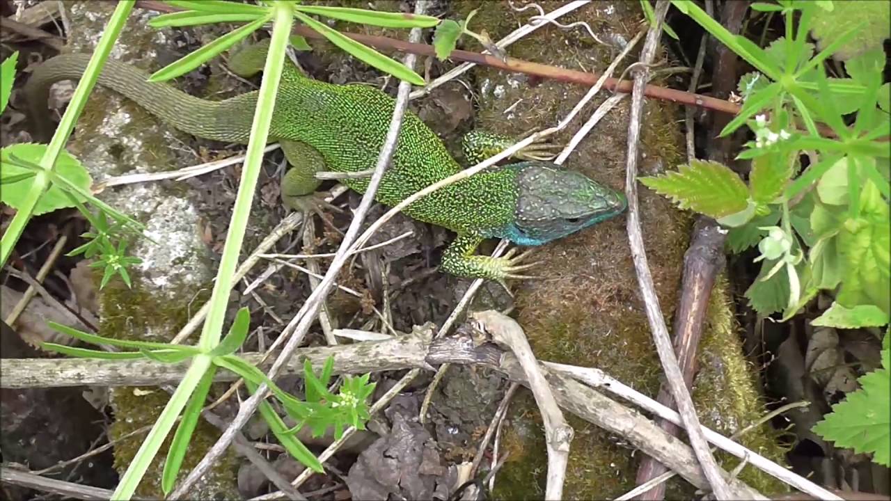 Jašterica zelená - Kremnické vrchy, Stará Kremnička - YouTube