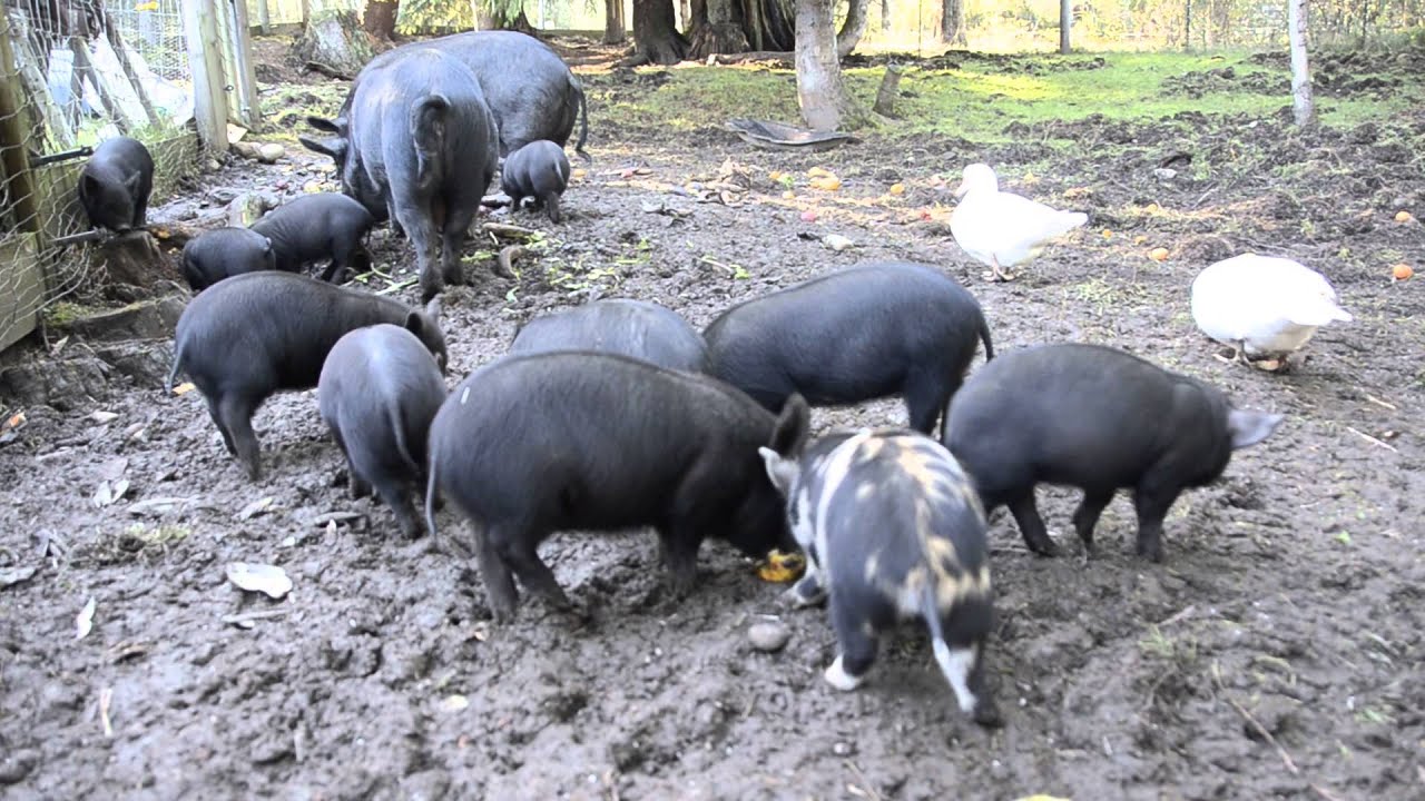 AGH and KuneKune cross piglets eating - YouTube