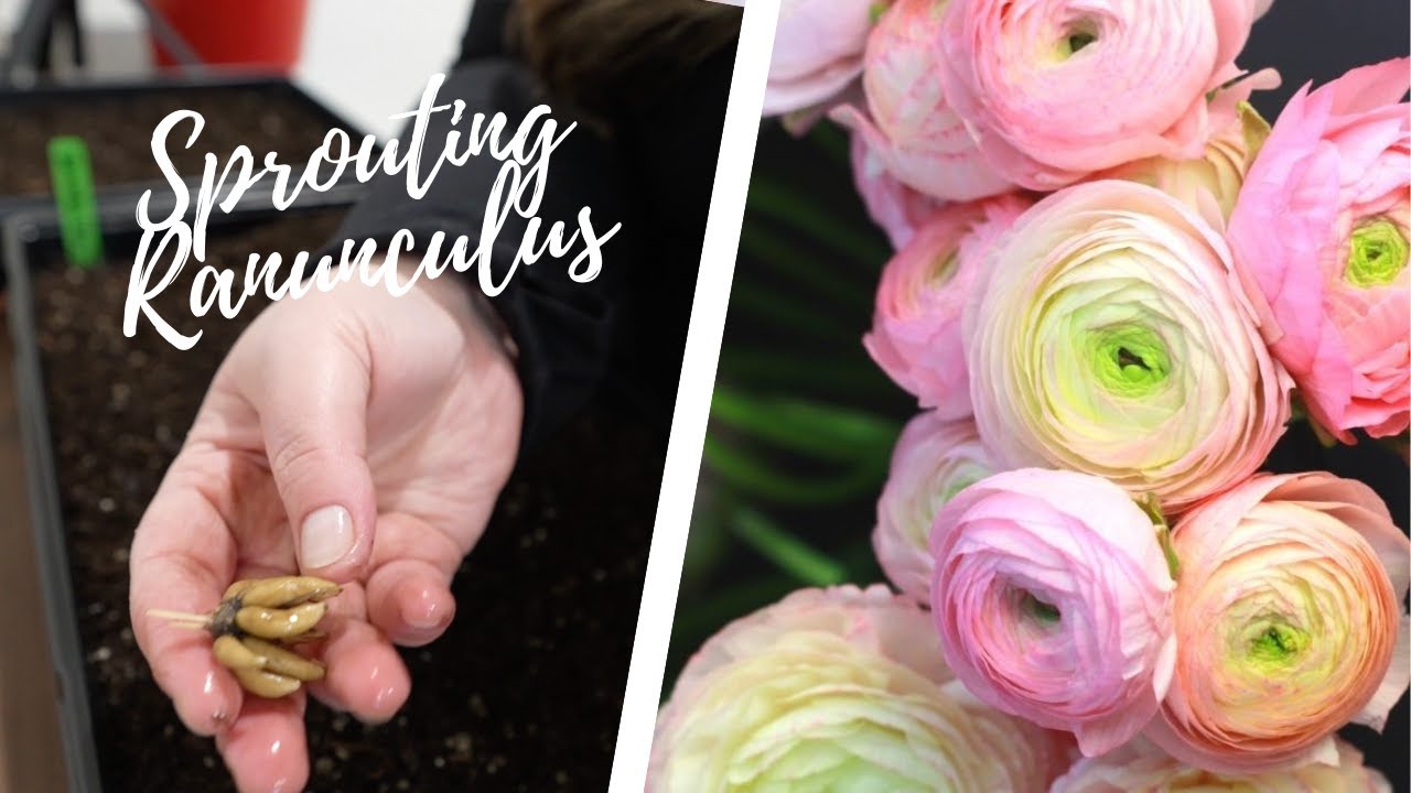 How To Grow Ranunculus 💐😍🙌 - YouTube