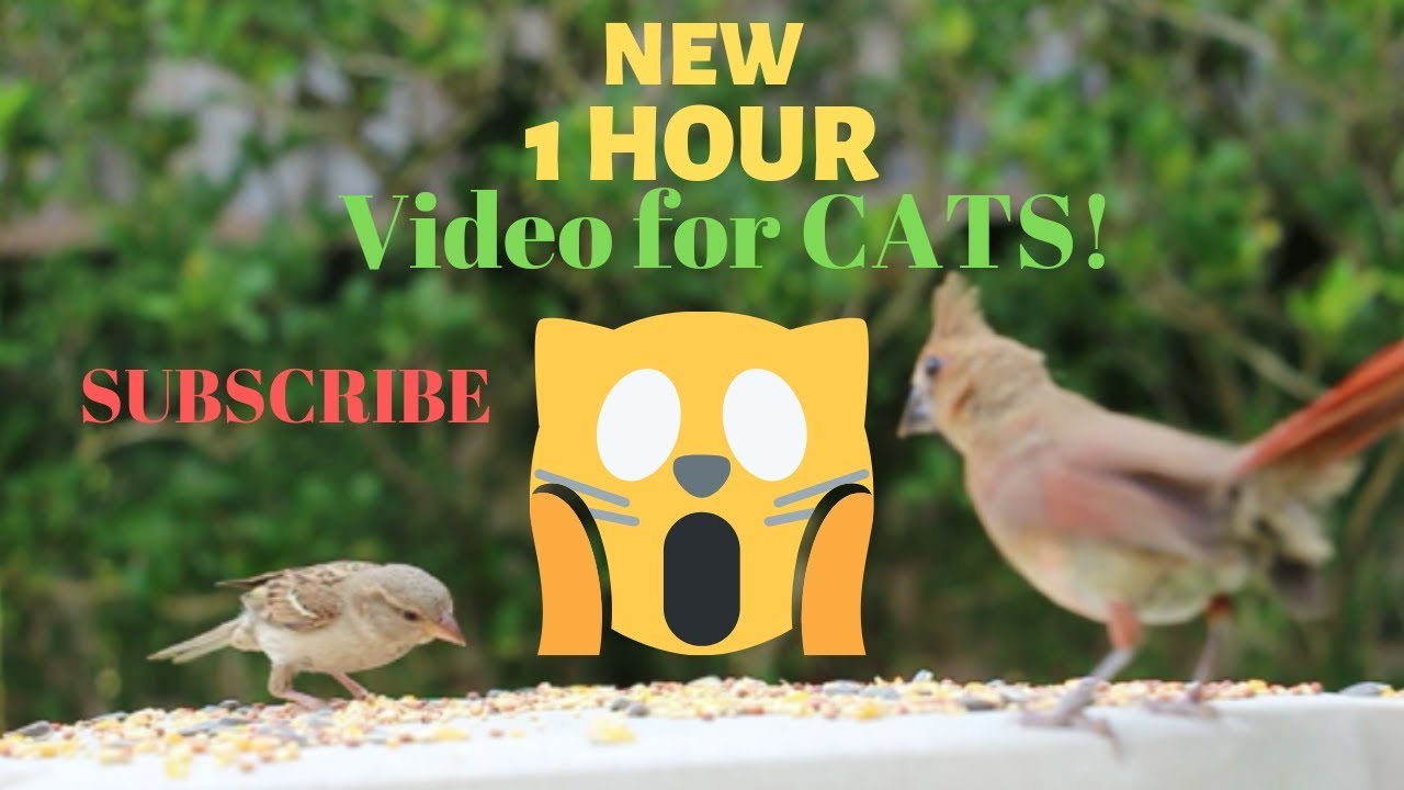 Video for Cats! One hour of birds and squirrels. - YouTube