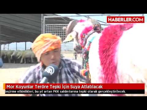 Mor Koyunlar  Teröre Tepki İçin Suya Atlatılacak