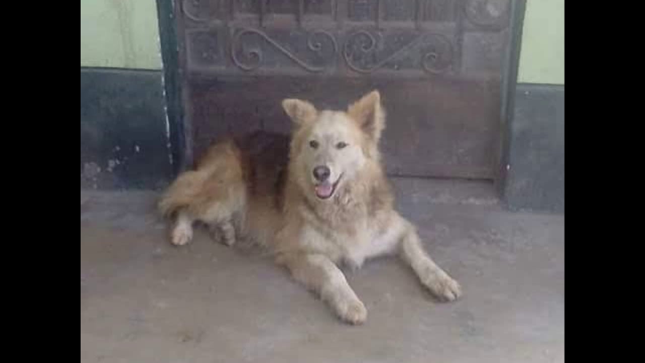 Mi perrito peluchin dueño jesusin manuelito seminario campos - YouTube