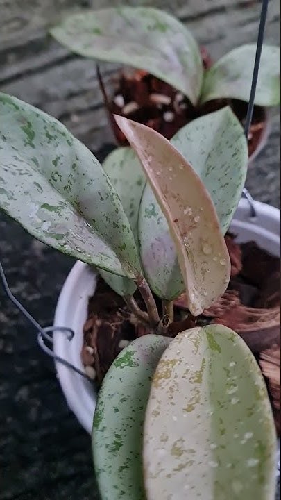 Hoya pubicalyx 'Silver Ghost' #Hoya_Rainbow - YouTube