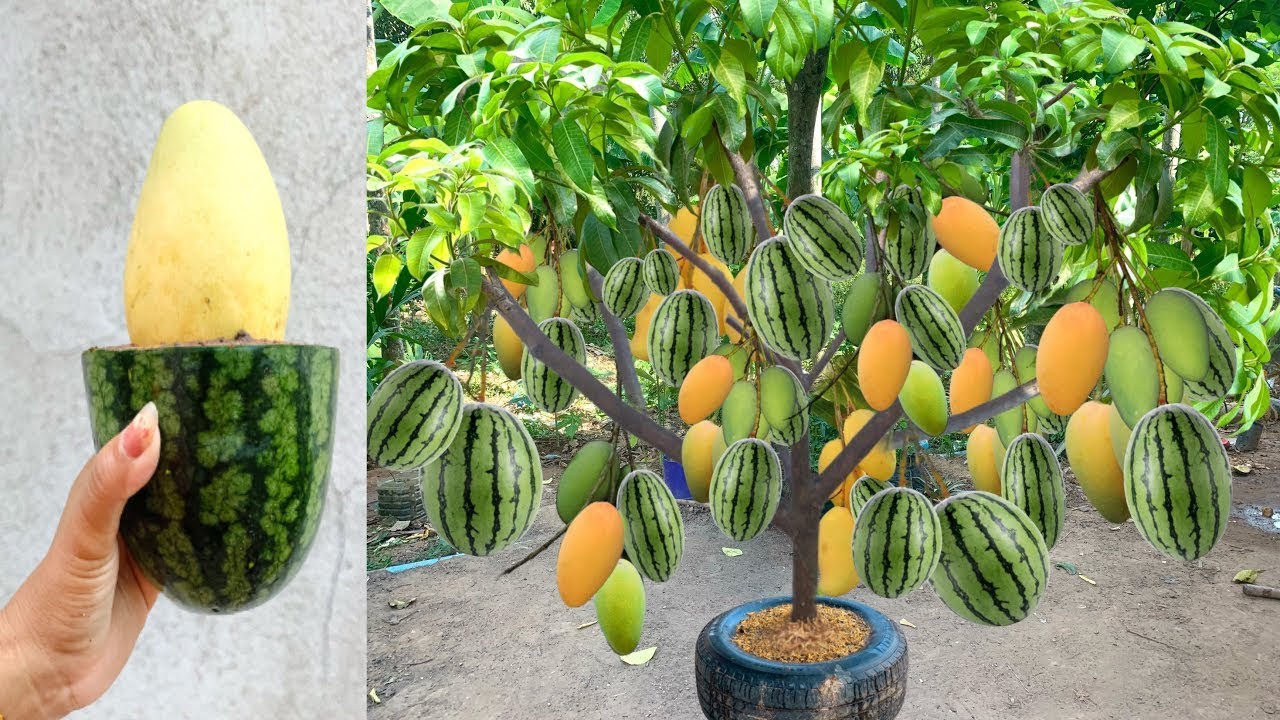 Unique Technique Grafting Mango Tree In watermelon Fruit with Aloe Vera ...