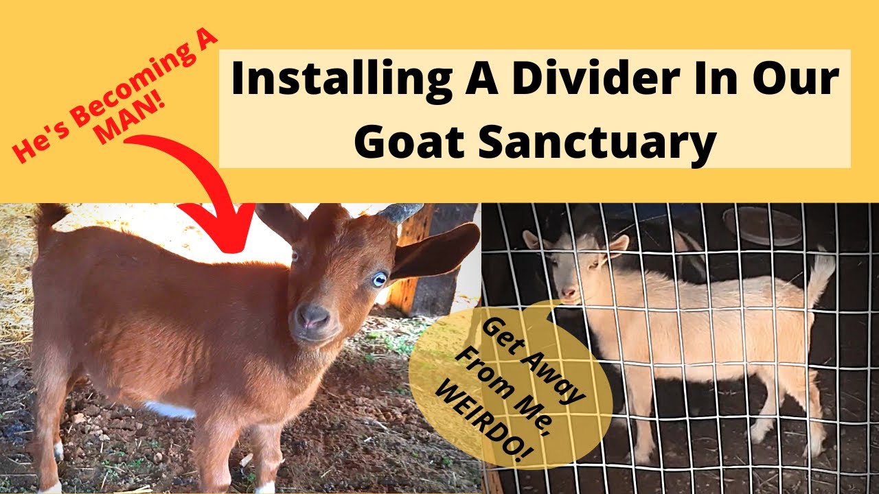 Building A Divider To Separate Our Goats - YouTube