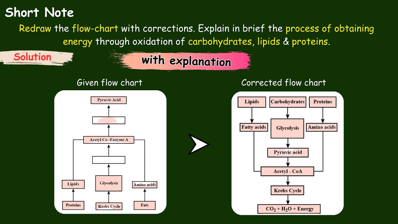 process of obtaining the energy through oxidation of carbohydrate ...