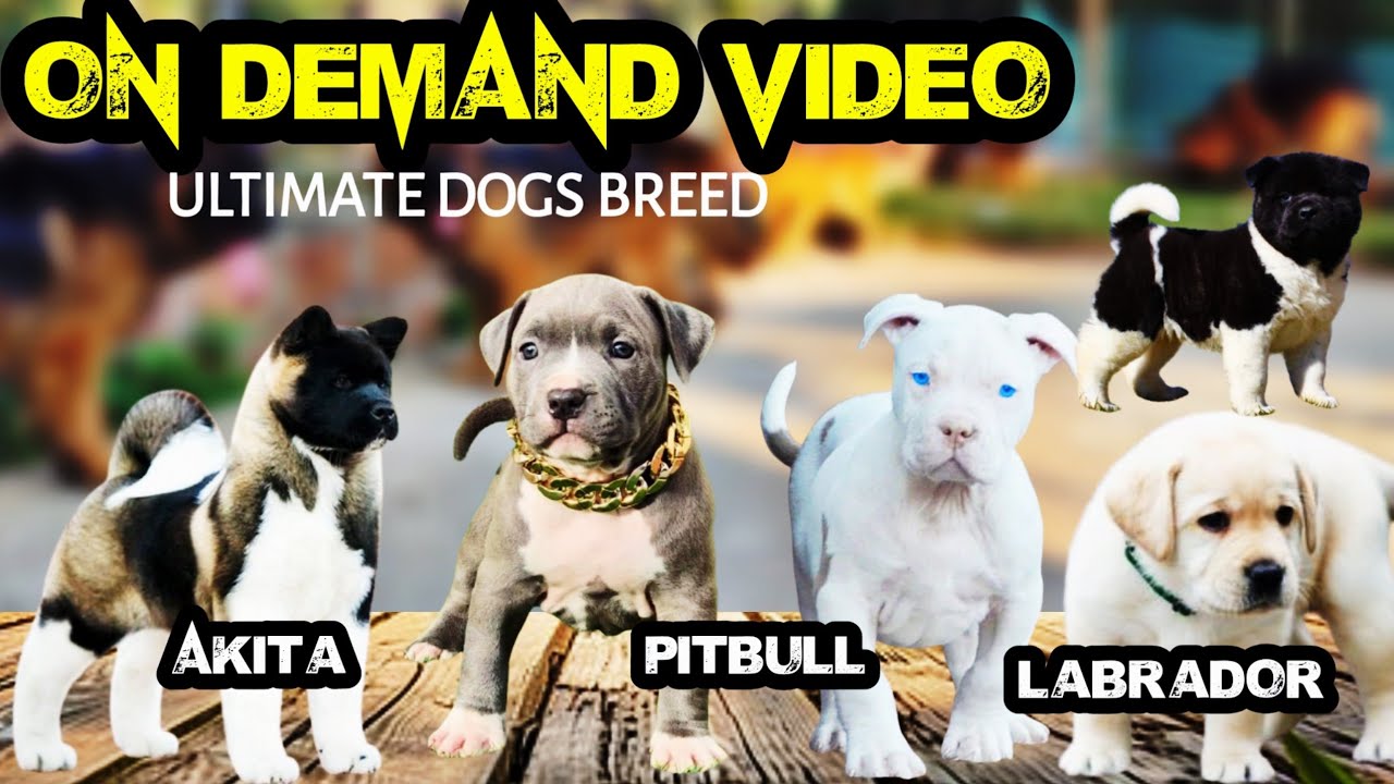 Ultimate dogs breed | Akita puppy | Blue eyes pitbull | odd eyes ...