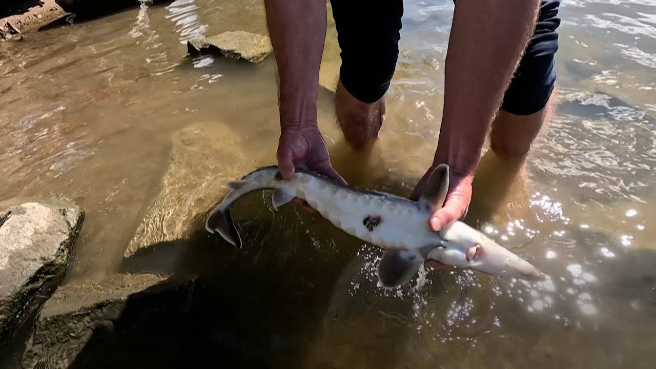 The Atlantic sturgeon returns to Swedish waters - YouTube