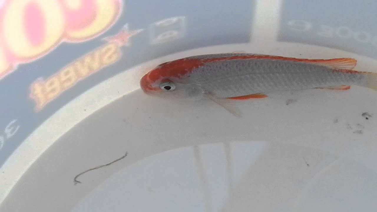 Pseudotropheus sp perspicax red top ndumbi - YouTube