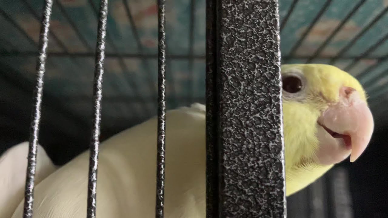 Get out of the cage! - Sequel - - YouTube