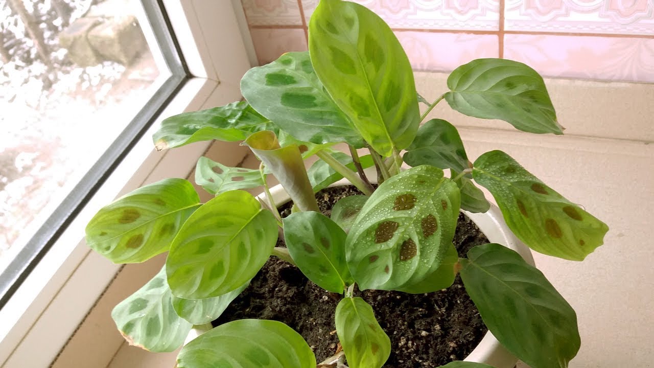 How I take care for my Maranta plant - YouTube