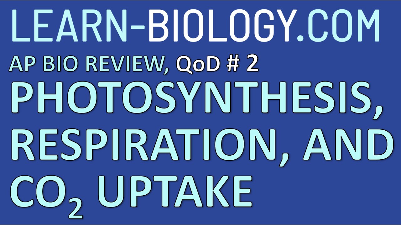 Learn Biology com AP Bio Review Question of the Day # 2 Photosynthesis ...