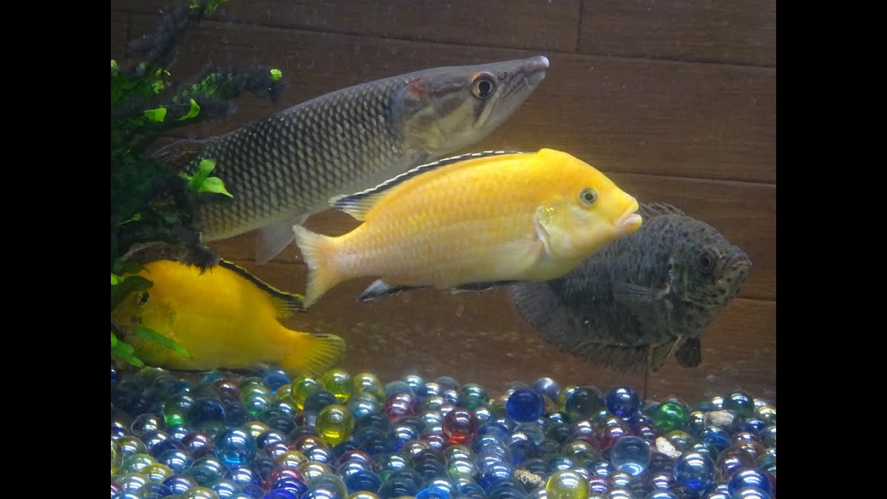 熱帯魚図鑑50 アフリカンパイクカラシン（Kafue pike、学名：Hepsetus odoe） 顔は強面の牙魚（きばざかな）。性格は ...
