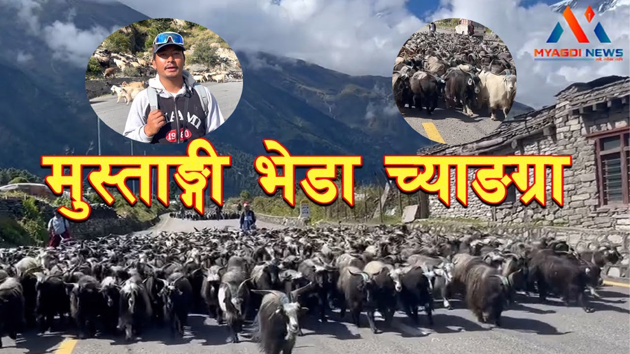 दसैं तिहारका लागि मुस्ताङ्गी च्याङ्ग्रा बजार आउन थाले,यस वर्ष मुल्य ...