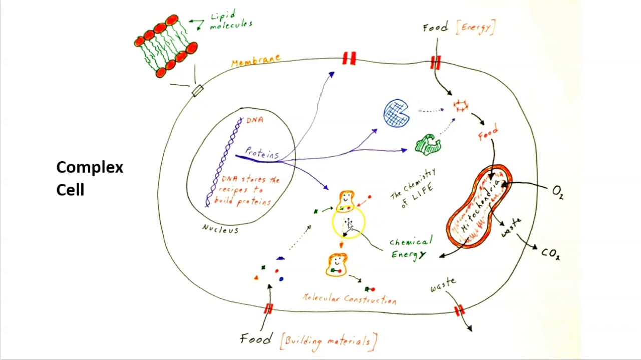 Comparing bacteria with complex cells - YouTube